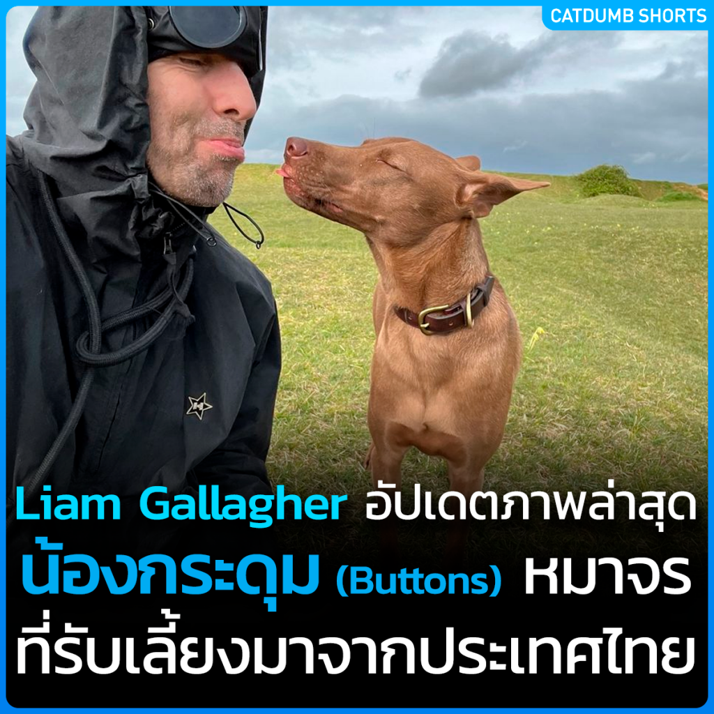 Liam Gallagher อัปเดตภาพล่าสุด น้องกระดุม (Buttons) หมาจร ที่รับเลี้ยง ...