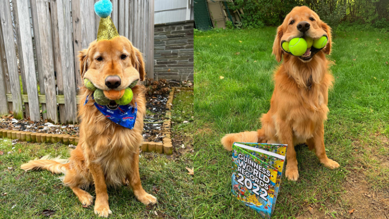 สัตว์โลกน่ารัก – Page 3 – CatDumb – แคทดั๊มบ์ | เล่าเรื่องน่าสนใจ ในแบบที่แมวก็เข้าใจง่ายๆ