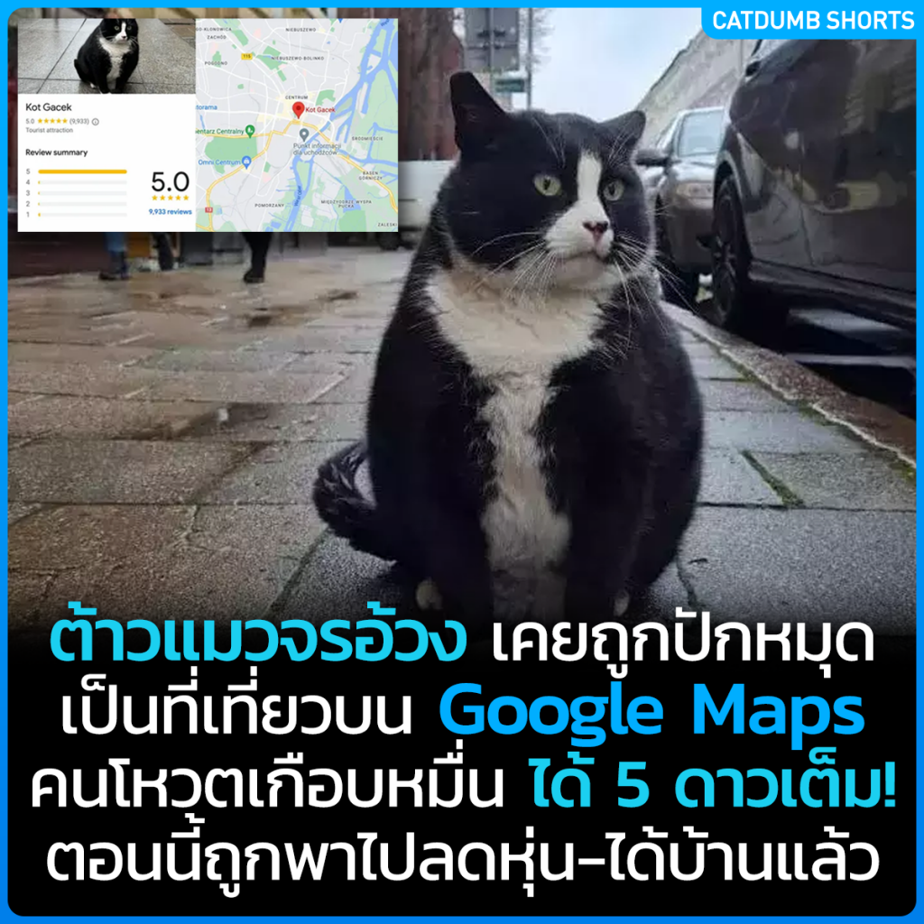 ต้าวแมวจรอ้วน เคยถูกตั้งเป็น ที่เที่ยวบน Google Maps คนแห่โหวตได้ 5 ดาวเต็ม! ต่อมารัฐบาลพาไปลด ...