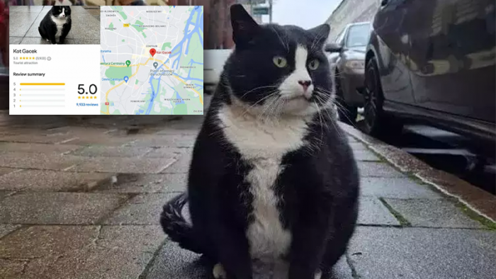 ต้าวแมวจรอ้วน เคยถูกตั้งเป็น ที่เที่ยวบน Google Maps คนแห่โหวตได้ 5 ดาวเต็ม! ต่อมารัฐบาลพาไปลด ...