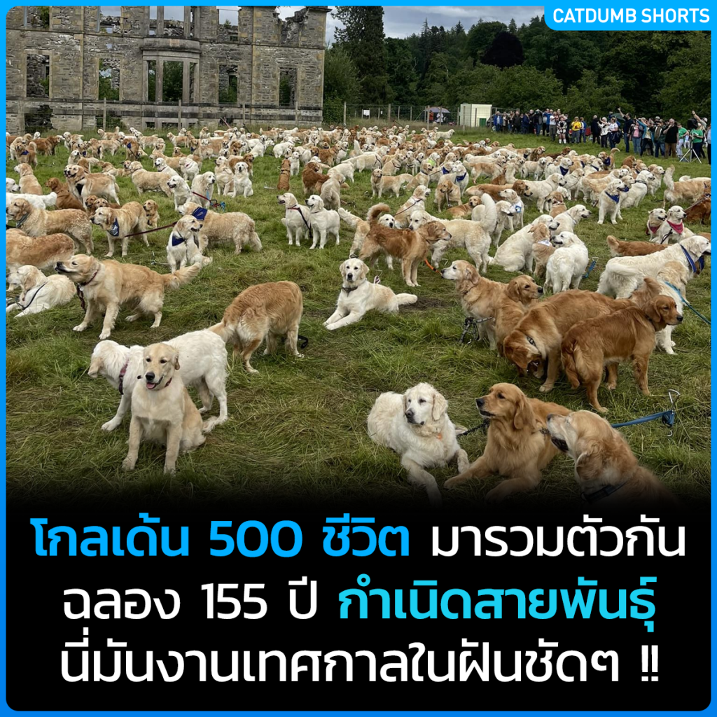 โกลเด้น 500 ชีวิต มารวมตัวกัน ฉลอง 155 ปี กำเนิดสายพันธุ์ นี่มันงานเทศกาลในฝันชัดๆ – CatDumb ...