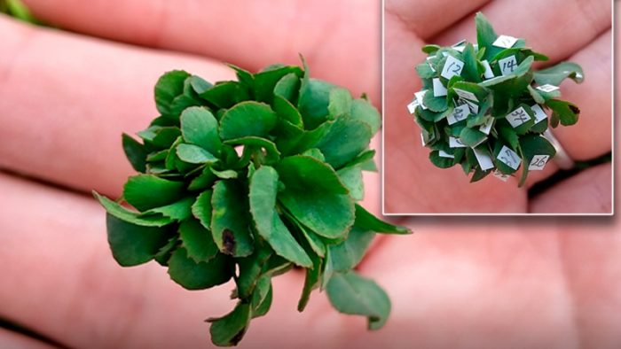 ชายที่โชคดีที่สุดในโลก!! หนุ่มญี่ปุ่น ประสบความสำเร็จ ปลูกใบโคลเวอร์ 63 แฉก – CatDumb – แคทด ...