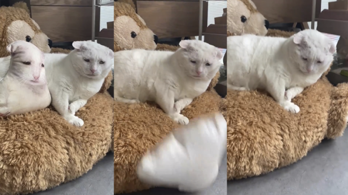 ปฏิกิริยาของเจ้าเหมียว หลังเห็นหมอนตัวเอง (?) โอ๊ย เอ็นดูน้อง 55555 – CatDumb – แคทดั๊มบ์ | เล่า ...