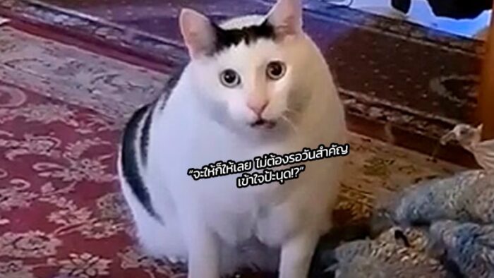 16 ตุลาคม วันแมวโลก เพราะนายท่าน คือศูนย์รวมจิตใจ อย่าลืมปรนนิบัติด้วยแมวเลีย – CatDumb – แคทด ...