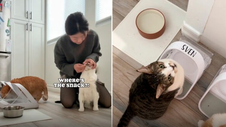 สาวอัดคลิป ดูแลแมวป่วย ทำเป็น Vlog ลงโซเชียล คนตามหลายแสน ดูแล้วใจฟูสุด ๆ – CatDumb – แคทดั๊มบ์ ...