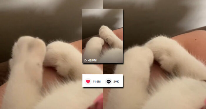 คลิปไวรัลที่ไม่มีอะไรเลยนอกจาก มังคุดแมวดุ๊กดิ๊ก ลง 3 วันคนดูเกือบ 50 ล้าน กดหัวใจ 11 ล้าน ...