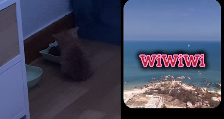ชวนดูมีมใหม่ WiWiWi Cat การผสมผสานระหว่าง เสียงเจ้าลูกแมวส้มกินข้าว กับ ...