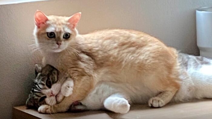 4 มิ.ย. วันกอดแมว อย่าลืม กลับไปกอดเจ้าเหมียวที่บ้าน มอบความรักความอบอุ่นให้น้องด้วยนะ – CatDumb ...