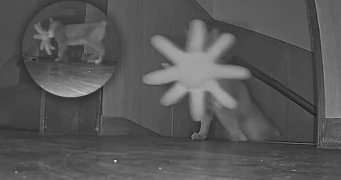 Home 08 – CatDumb – แคทดั๊มบ์ | เล่าเรื่องน่าสนใจ ในแบบที่แมวก็เข้าใจง่ายๆ